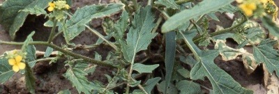 Muştar de câmp Dicotiledonate anuale | Syngenta