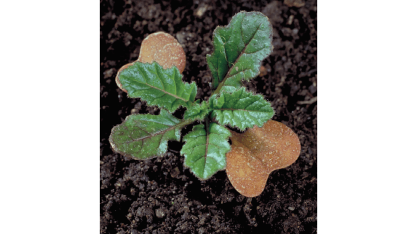 Muştar de câmp Dicotiledonate anuale | Syngenta